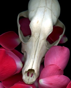 Debb VanDelinder and the Art of the Scan | Redtree Times